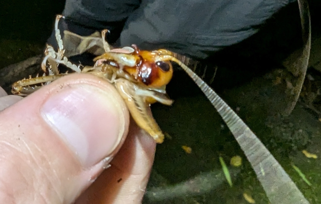 Bull Cricket from Upper Barron QLD 4883, Australia on October 11, 2024 ...