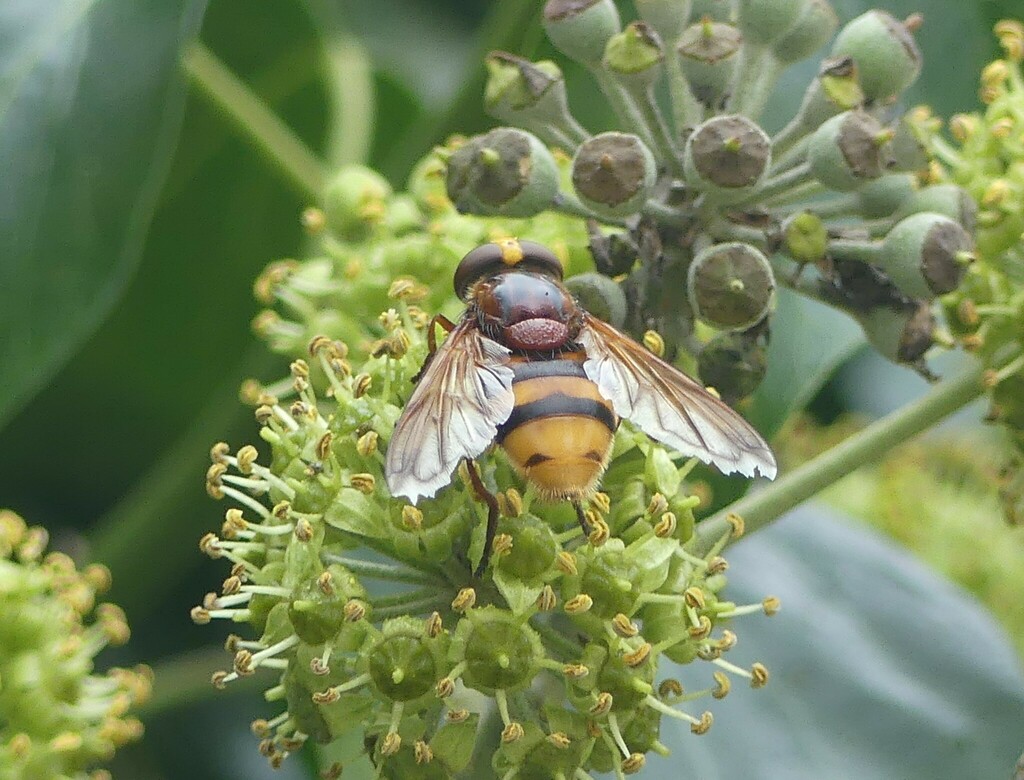 Hornet Mimic Hover Fly from Strumpshaw Fen, Low Rd, Strumpshaw, Norwich ...