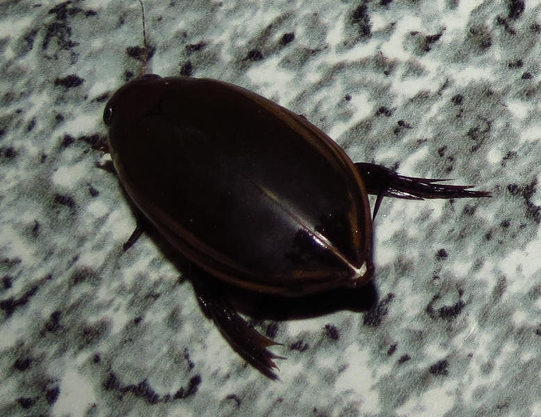 Cybister in November 2020 by Marion Maclean. Stinky buzzy humming ...