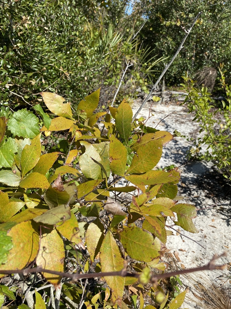 Scrub Hickory in October 2024 by Brandon Corder · iNaturalist