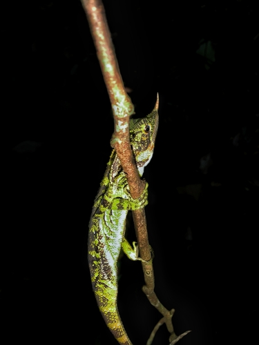 Sri Lankan Horned Agamas (Ceratophora) - Snakes and Lizards