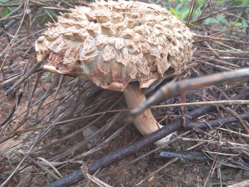 Pineapple Bolete from Joya Grande, Francisco Morazán, Honduras on ...