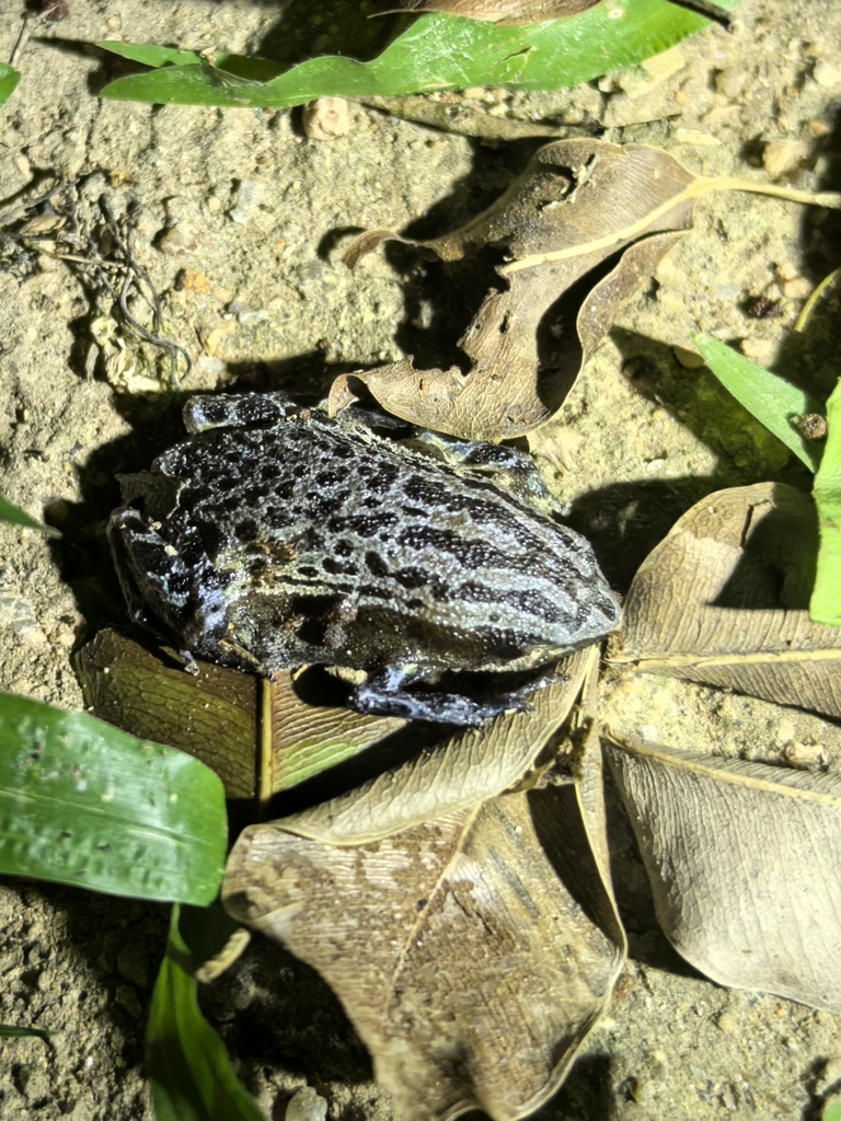 Striped Sticky Frog from Shenzhen, CN-GD, CN on October 18, 2024 at 07: ...