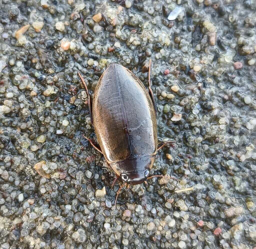 large-grooved diving beetle from Wyspa Sobieszewska, Gdańsk, Polska on ...