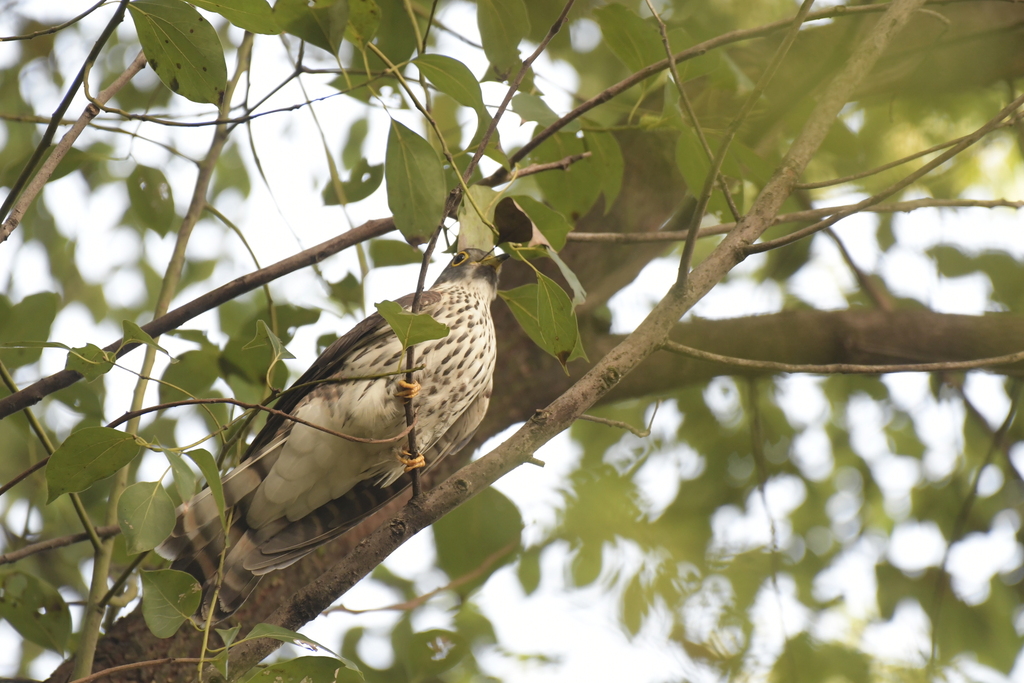 Northern Hawk-Cuckoo from 杭州植物园北门及山水园 on October 18, 2024 at 08:29 AM ...