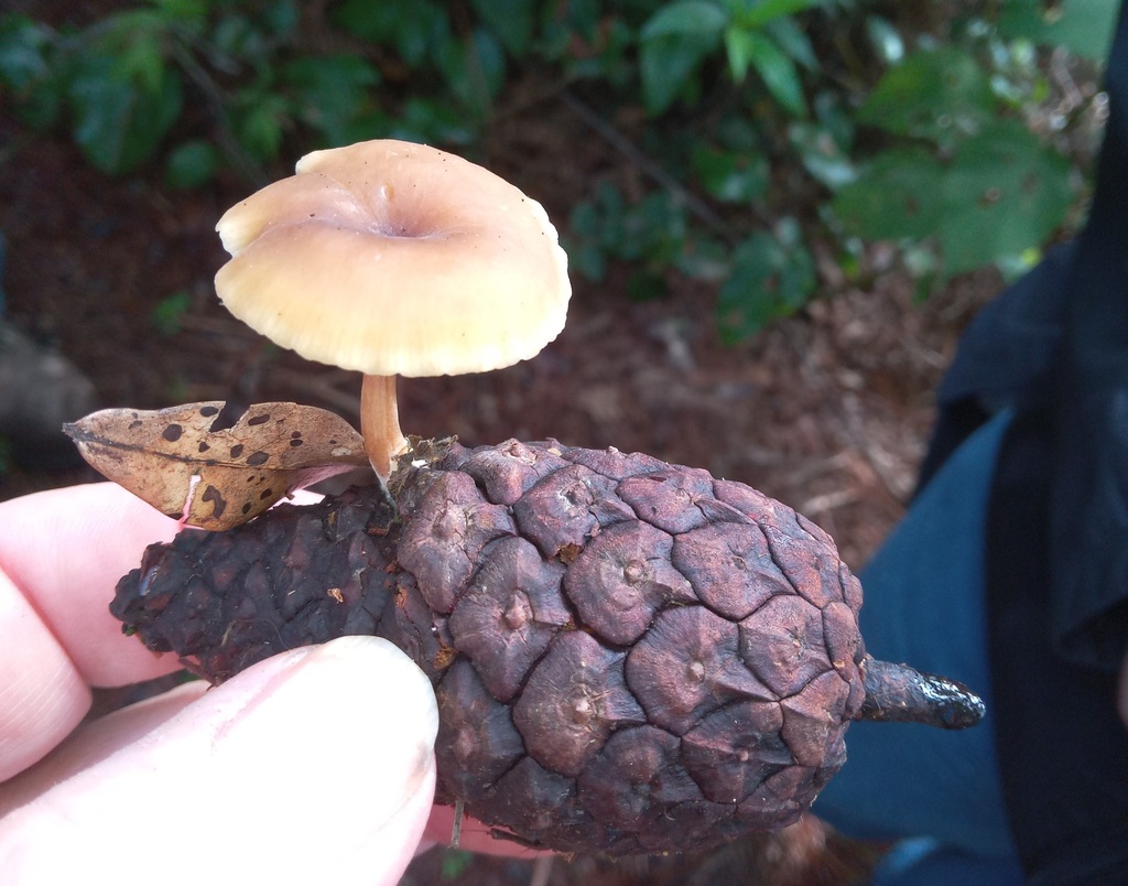 Conifercone Cap from San Antonio de Oriente, Francisco Morazán ...