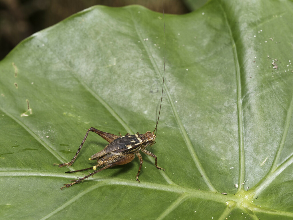 Cardiodactylus guttulus in October 2024 by Zuiko Nakaji · iNaturalist