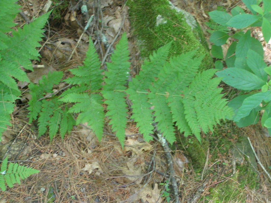 mountain wood fern from Concord, MA, USA on July 6, 2019 at 12:09 PM by ...