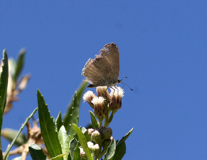 Echo Azure from Riverside County, CA, USA on April 26, 2009 at 12:21 PM ...