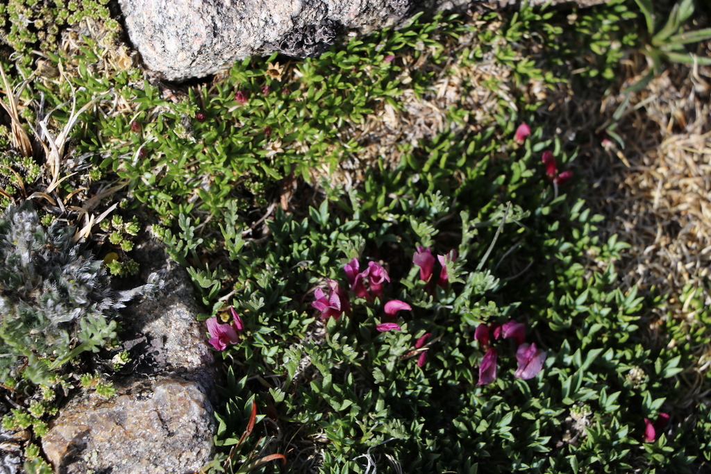 Dwarf Clover from Grand County, CO, USA on July 3, 2021 at 09:41 AM by ...
