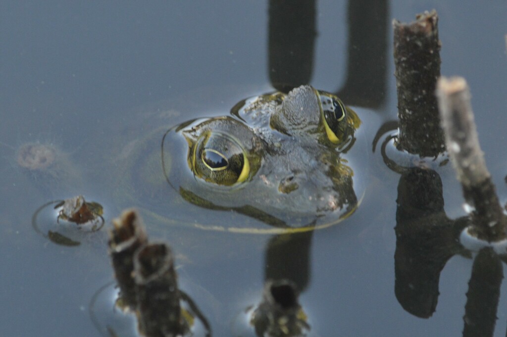 American Bullfrog from Midtown, Atlanta, GA, USA on October 16, 2024 by ...