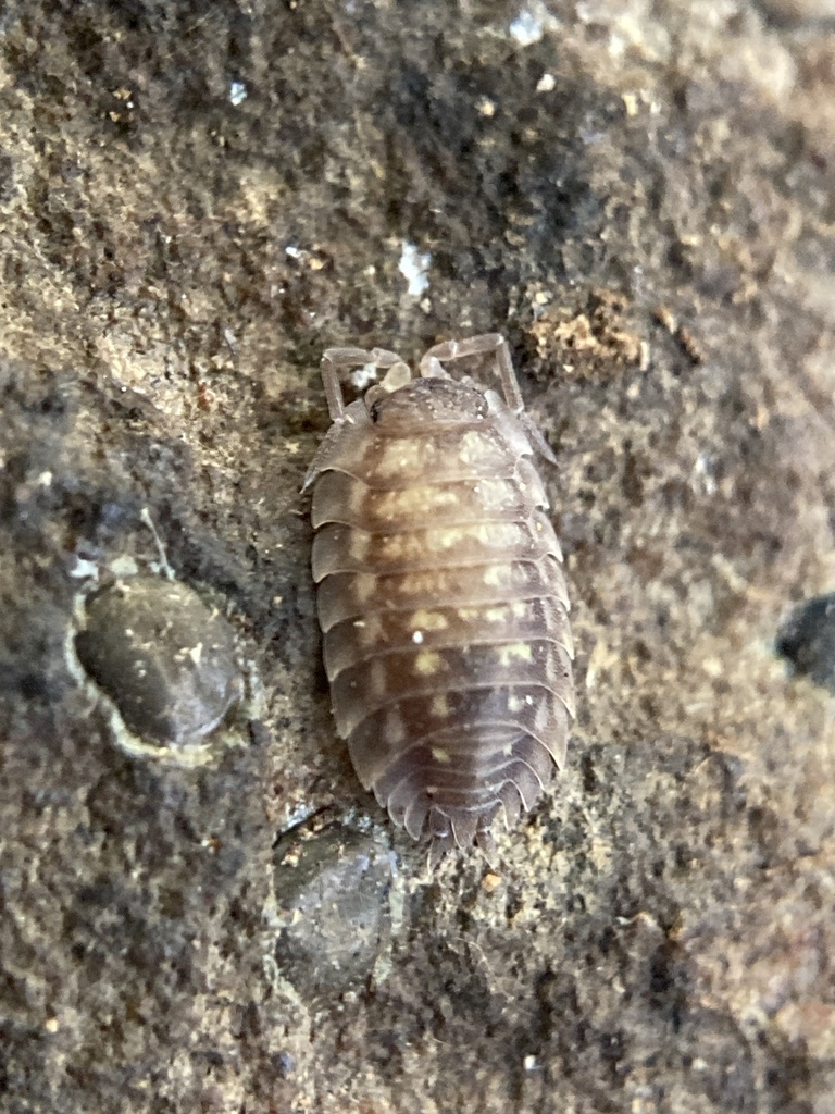 Common Shiny Woodlouse from Frick Park, Pittsburgh, PA, US on October ...