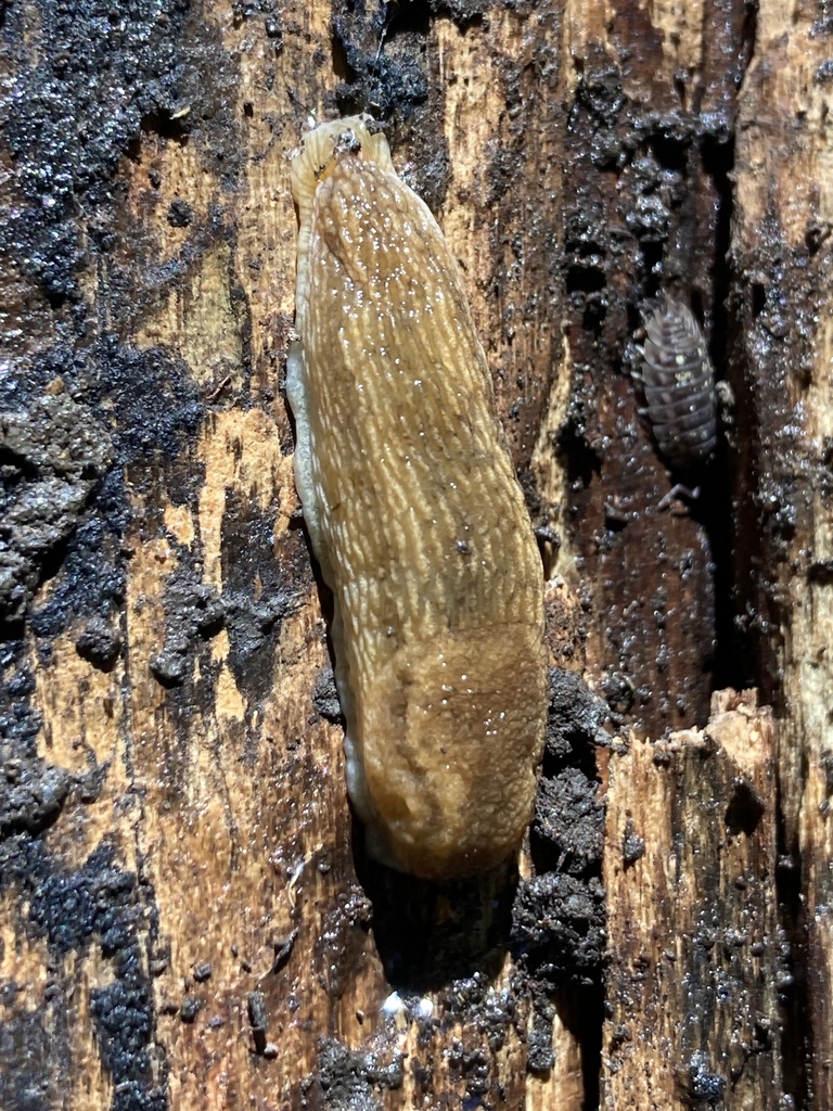 Arion Slugs from Frick Park, Pittsburgh, PA, US on October 18, 2024 at ...