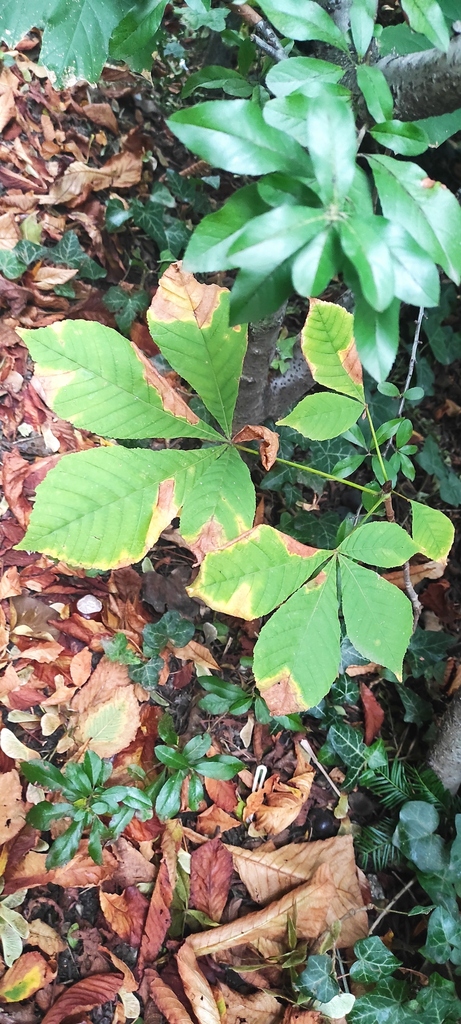 horse-chestnut from Budapest, Pasarét, Magyarország on September 27 ...