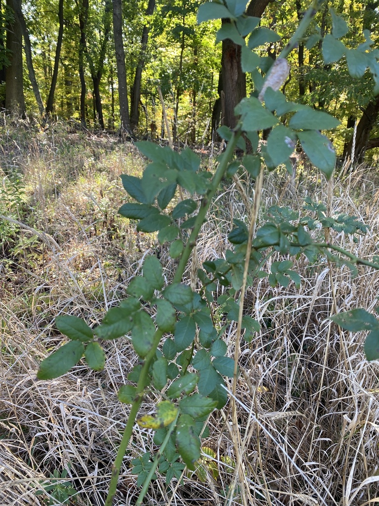 multiflora rose from Frick Park, Pittsburgh, PA, US on October 18, 2024 ...