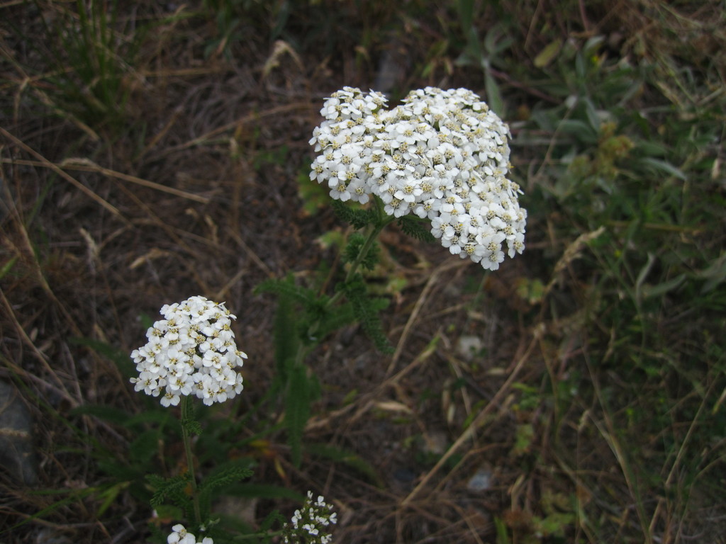 common yarrow from Okanagan-Similkameen, BC, Canada on July 4, 2019 at ...