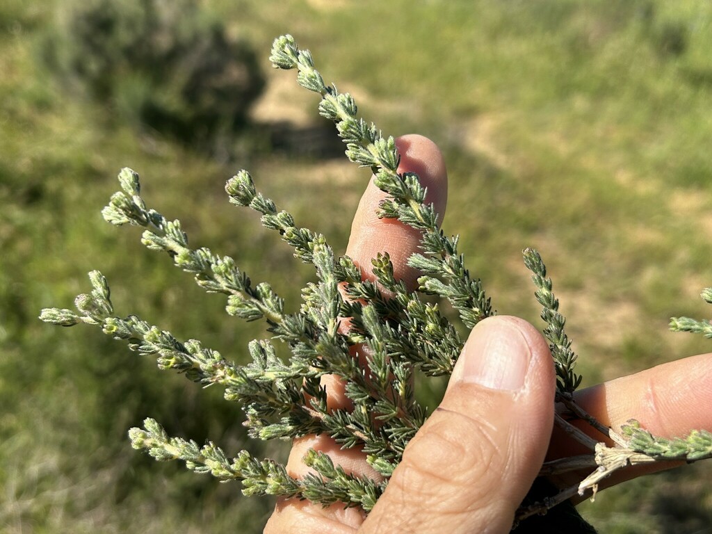 Greentooth Capegorse from Kuils River, Cape Town, South Africa on ...