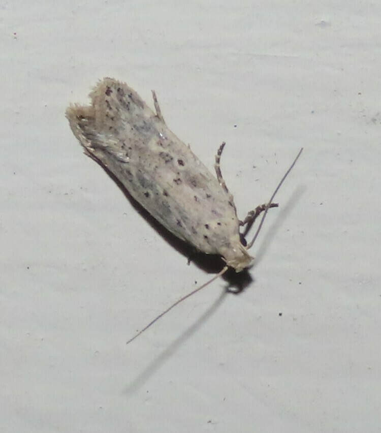 Curved-horn Moths from Alamo Country Club, Alamo TX on October 18, 2024 ...