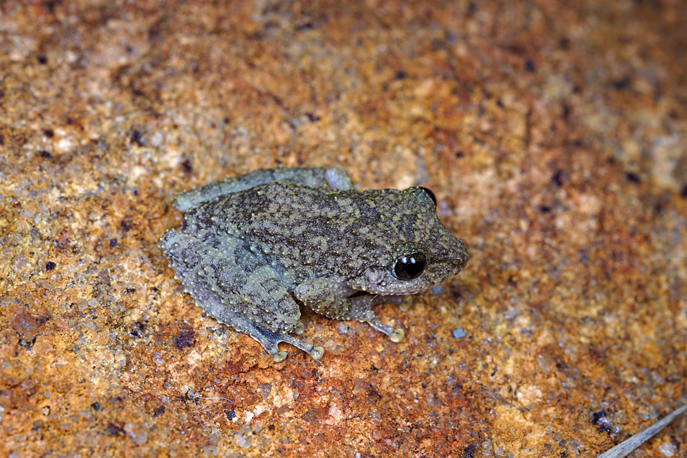 Ferguson's Tree Frog from 斯里兰卡马特勒 on June 14, 2023 at 07:55 PM by 昆虫学 ...
