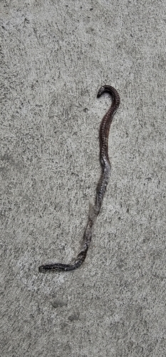 Darwin's Ringed Worm Lizard (Amphisbaena darwinii) - Snakes and Lizards