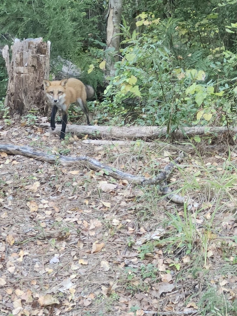 Red Fox from NC-73, Cornelius, NC, US on October 18, 2024 at 08:10 AM ...