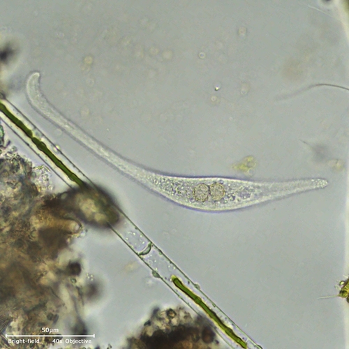 Litonotus cygnus · iNaturalist United Kingdom