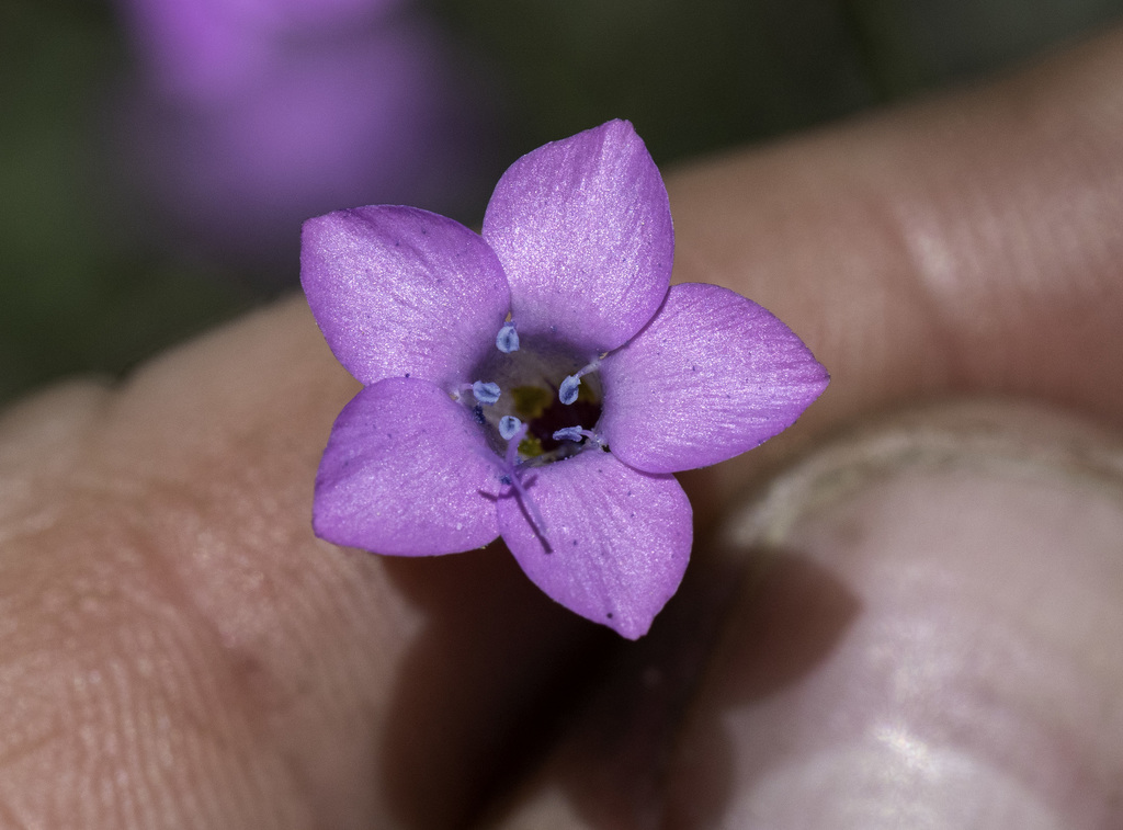 splendid woodland-gilia (California Fire Follower Flowers) · iNaturalist