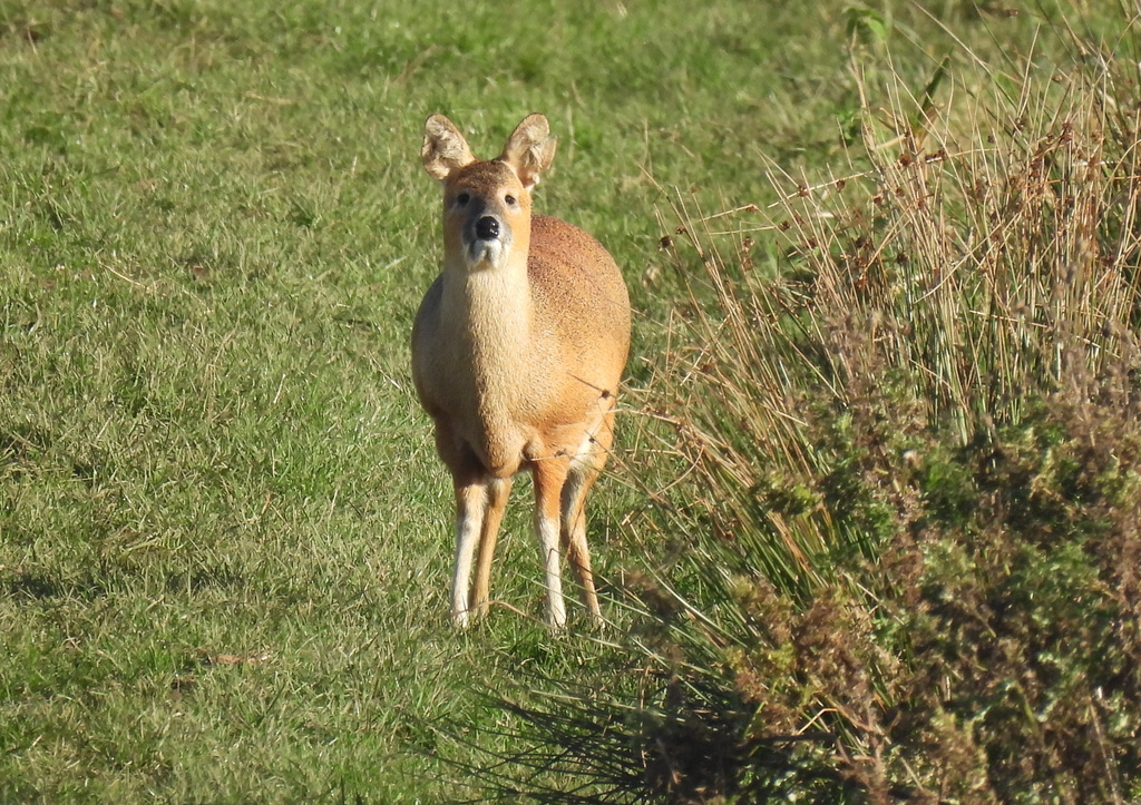 Water Deer in October 2024 by heliastes21. 2 individuals. See my ...