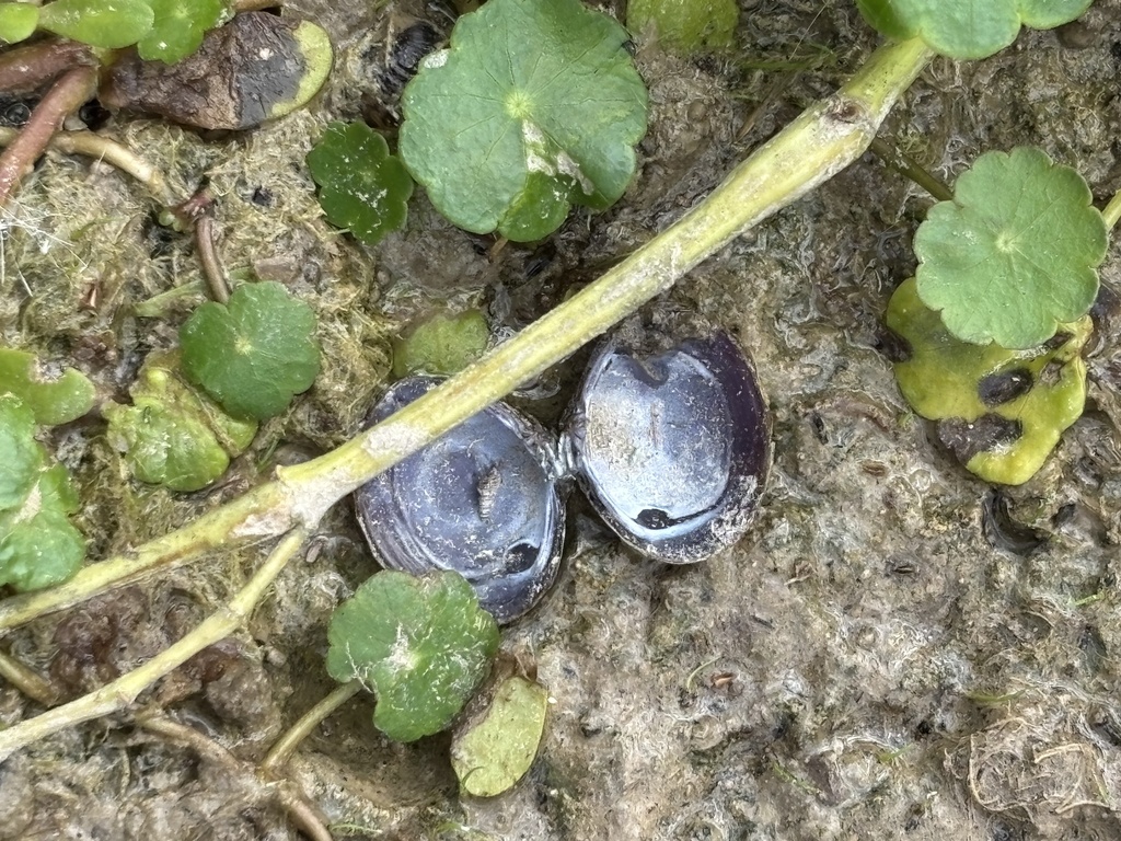 Purple-Nacre Clam from Blanco River, San Marcos, TX, US on October 18 ...
