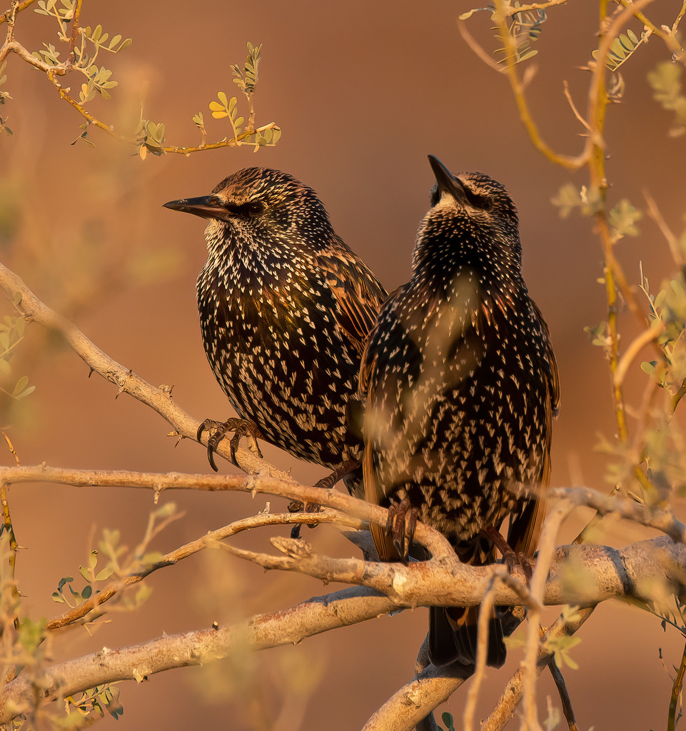 European Starling from Pima Canyon Trailhead, 4500 E Pima Canyon Rd ...