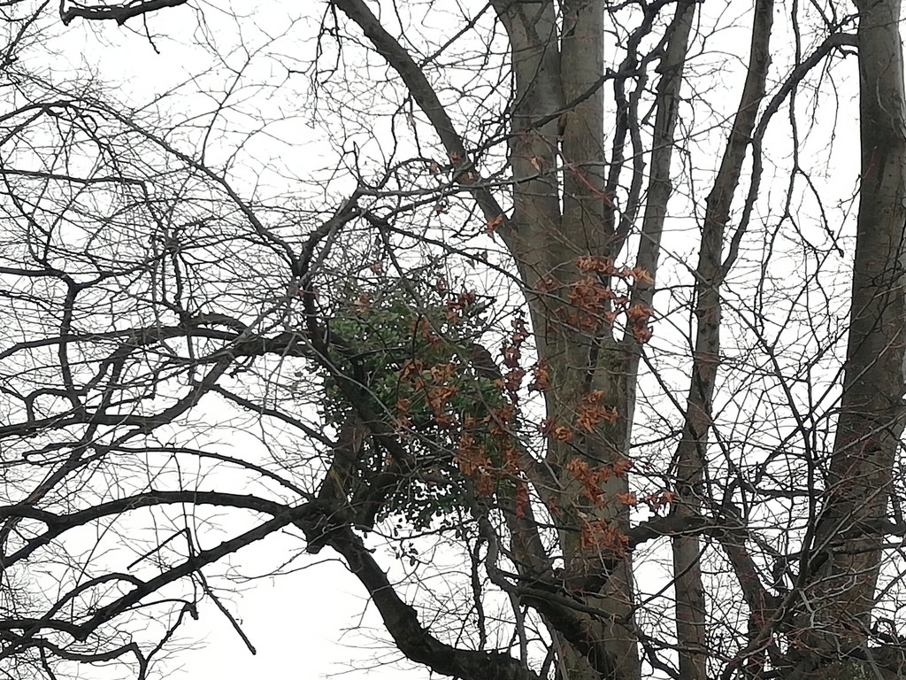 Green mistletoe from North Dunedin, Dunedin, New Zealand on July 08 ...