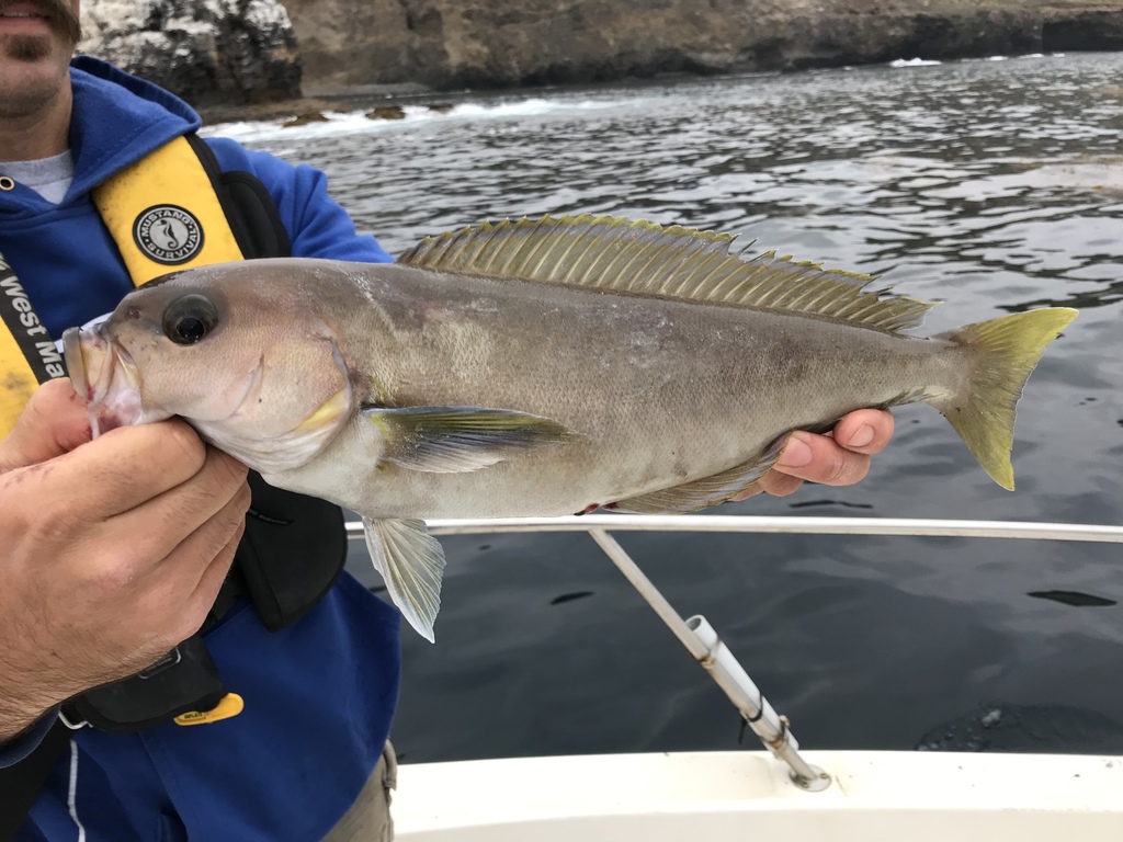 Ocean Whitefish (Caulolatilus princeps) - Marine Life Identification