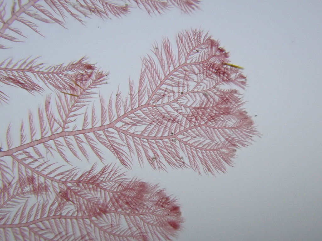 Pterothamnion plumula from St Helier Marina on November 30, 2020 at 02: ...