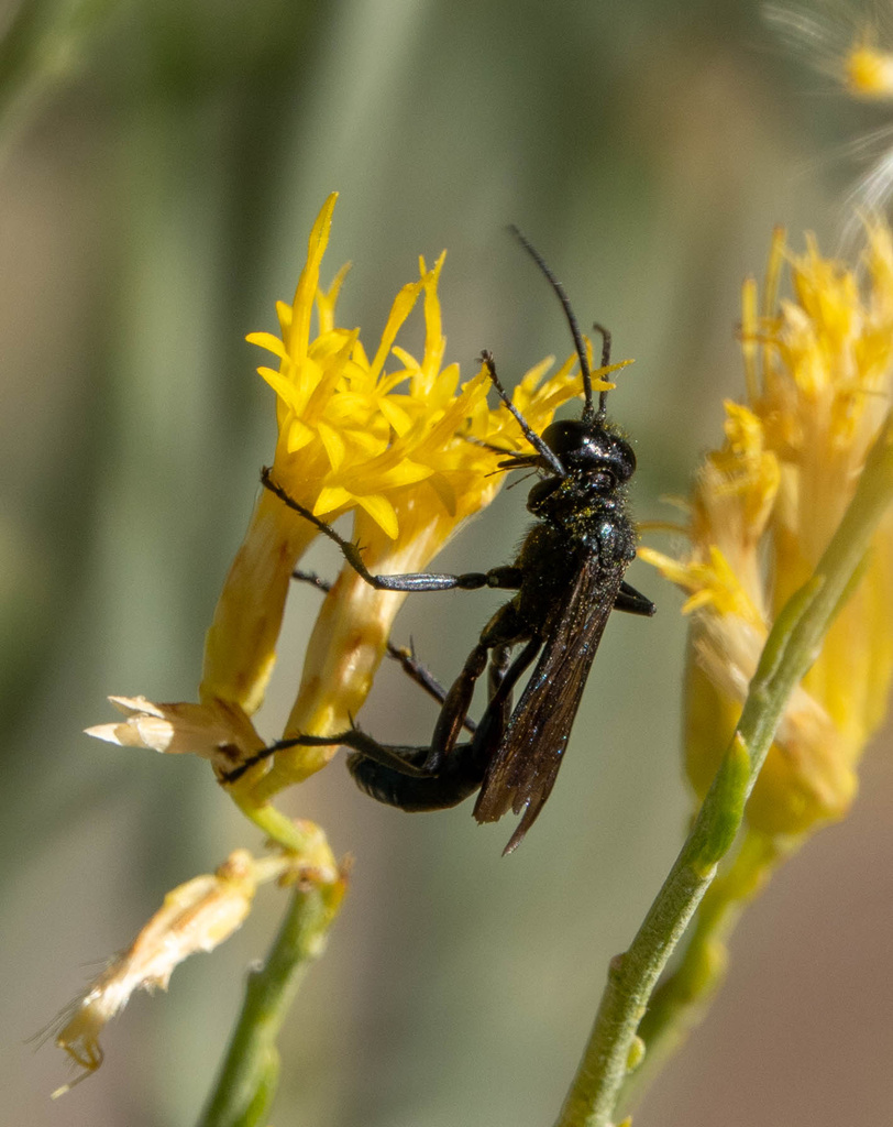 Cutworm Wasps from San Bernardino National Forest, Big Bear Lake, CA ...