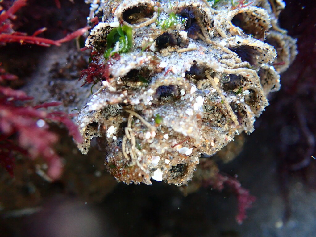 California Sandcastle Worm from La Jolla Farms, San Diego, CA 92037 ...
