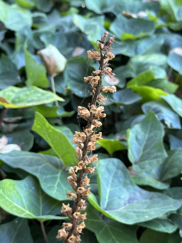 ivy broomrape from UC Berkeley, Berkeley, CA, US on October 18, 2024 at ...