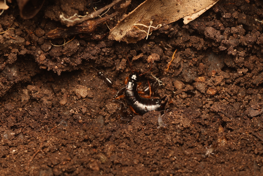 Anisolabididae from Brisbane QLD, Australia on October 18, 2024 at 06: ...