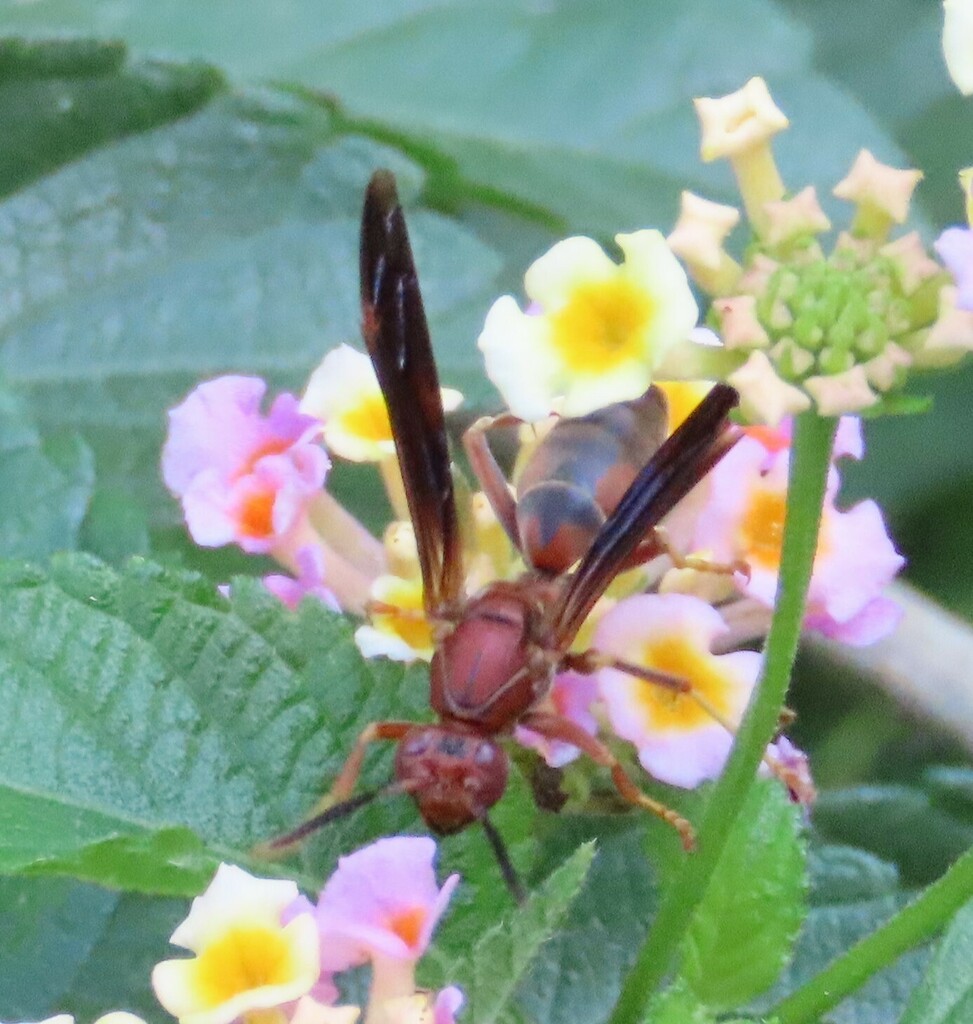 Coarse-backed Red Paper Wasp from 3314 Palm Desert Ln, Missouri City ...