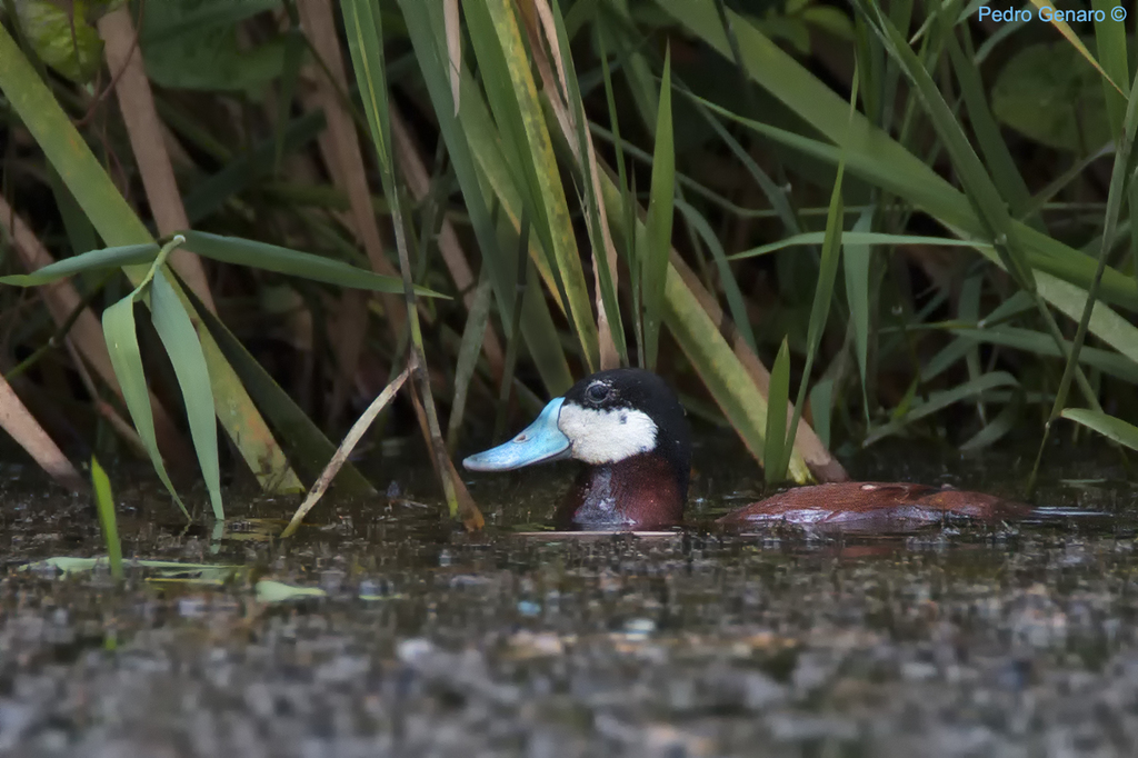 Ruddy Duck from El Seibo Province, 24000, Dominican Republic on July 6 ...
