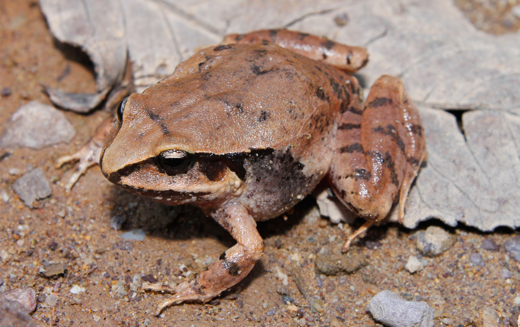 Gunther's Robber Frog from Chilpancingo de los Bravo, Gro., México on ...