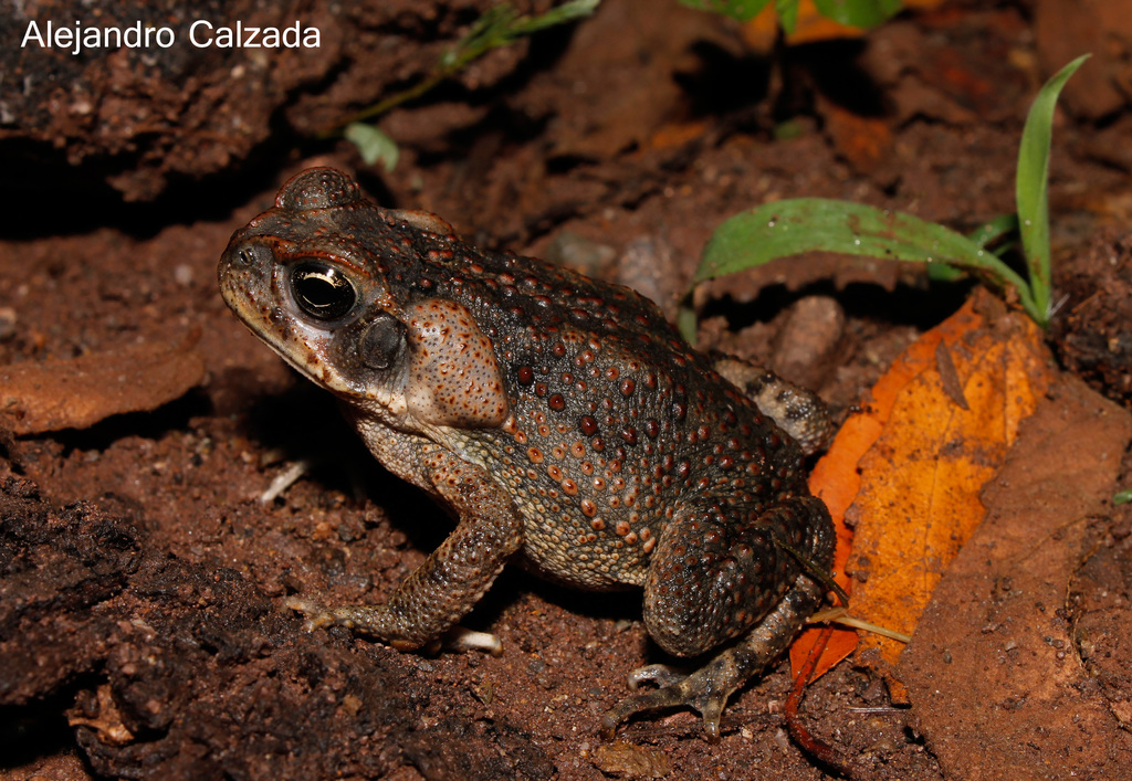 Giant Toad from Santa Ana Tavela, Oax., México on September 12, 2014 at ...