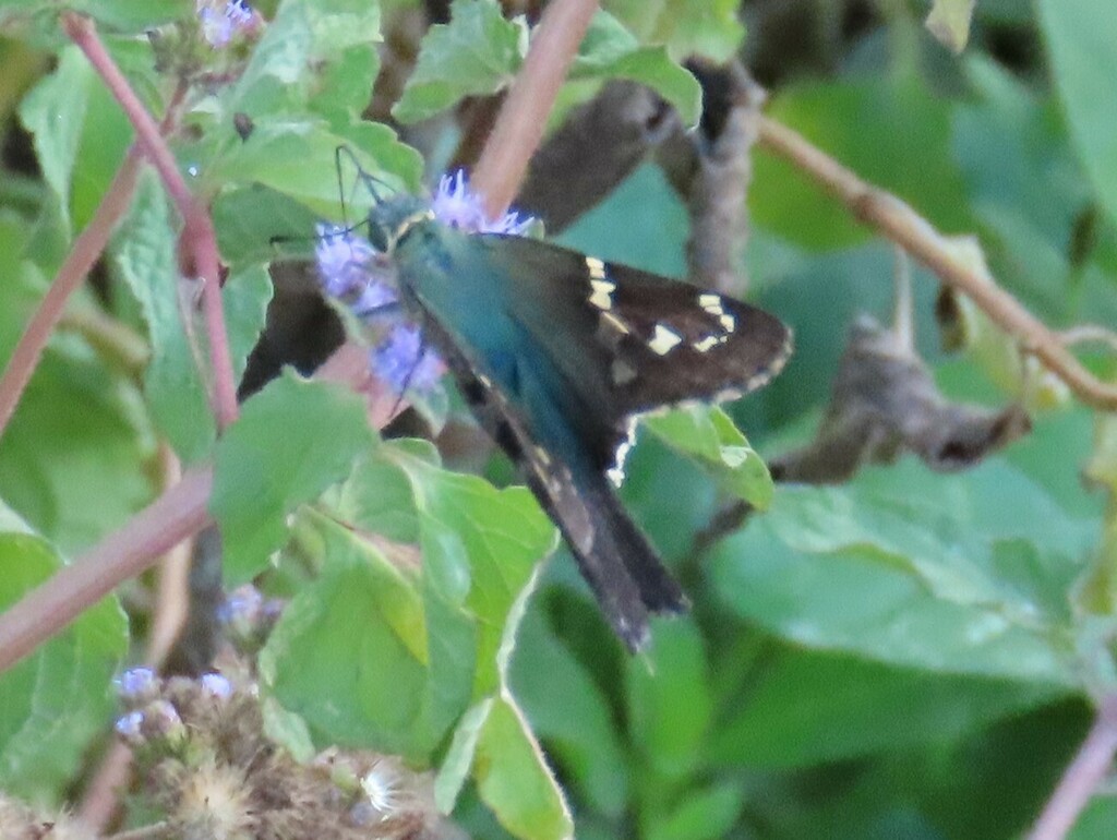 Long-tailed Skipper from Gulf Coast Bird Observatory, 299 West TX-332 ...