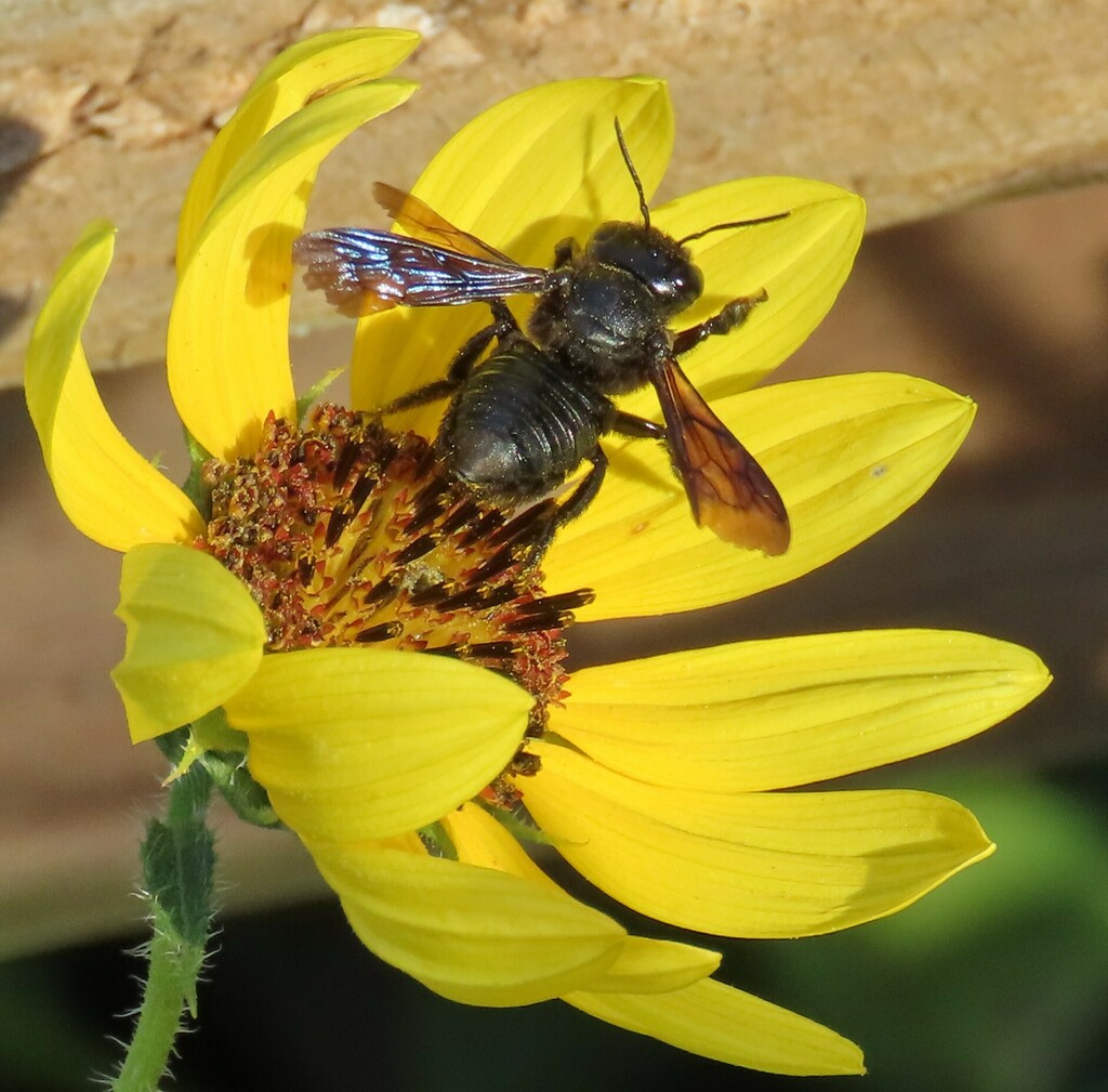 Carpenter-mimic Leafcutter Bee from Gulf Coast Bird Observatory, 299 ...