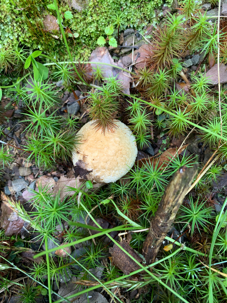 Cornflower Bolete from Lackawanna, Pennsylvania, United States on July ...