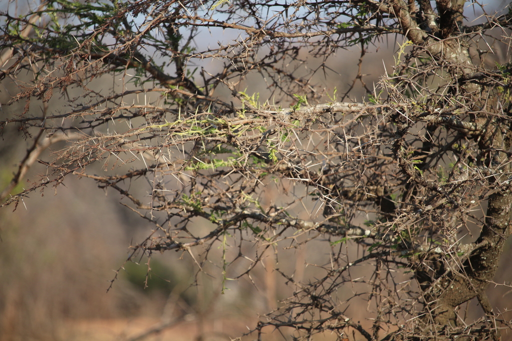 Sticky Acacia from Ehlanzeni District Municipality, South Africa on ...