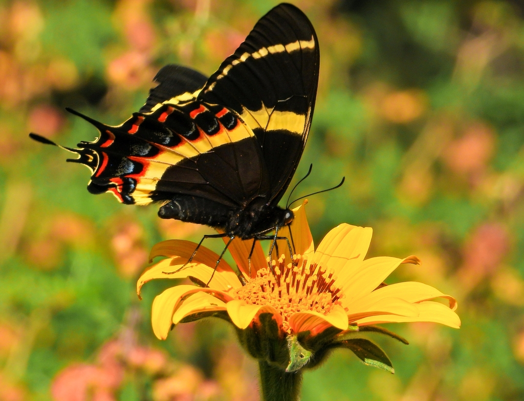 Magnificent Swallowtail from Nuevo San Juan, 76806 San Juan del Río ...
