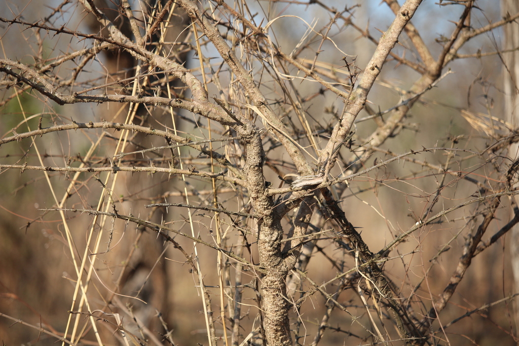 Spiny monkey orange from Ehlanzeni District Municipality, South Africa ...
