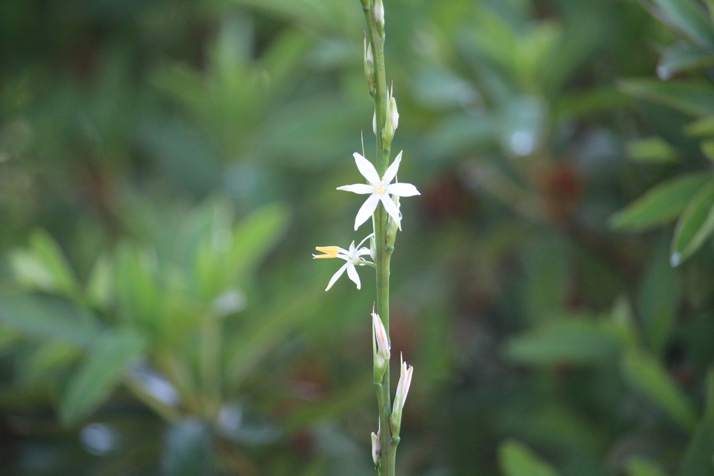 Spider plant from Hazyview, 1242, South Africa on October 14, 2024 by ...