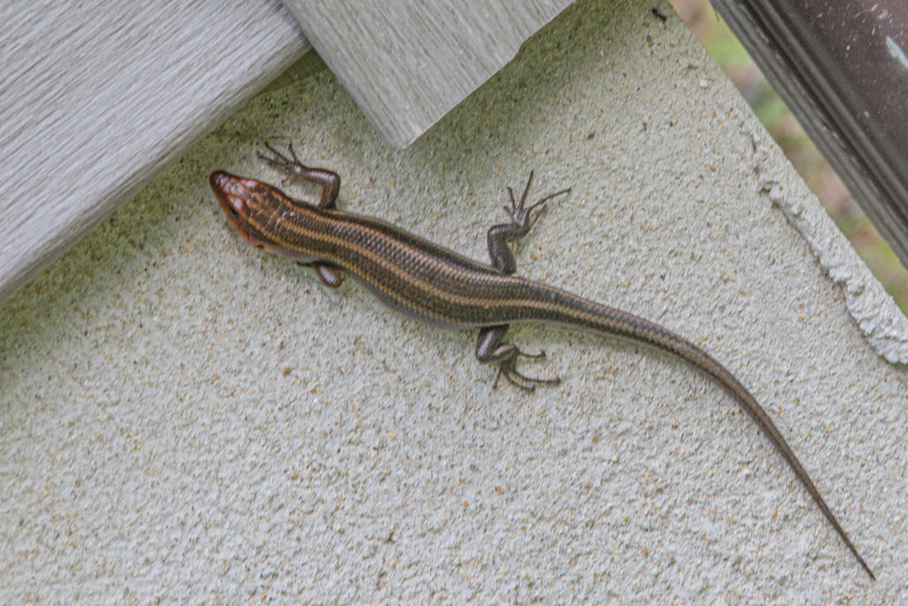 Common Five-lined Skink from Milton, DE (USA) on June 24, 2019 at 04:52 ...