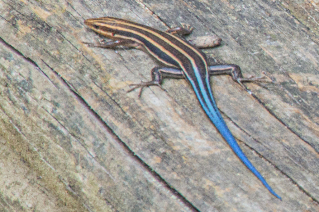 Common Five-lined Skink from Milton, DE (USA) on June 24, 2019 at 05:00 ...